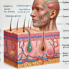 Understanding Acne: Anatomy of Skin Layers and Sebaceous Glands